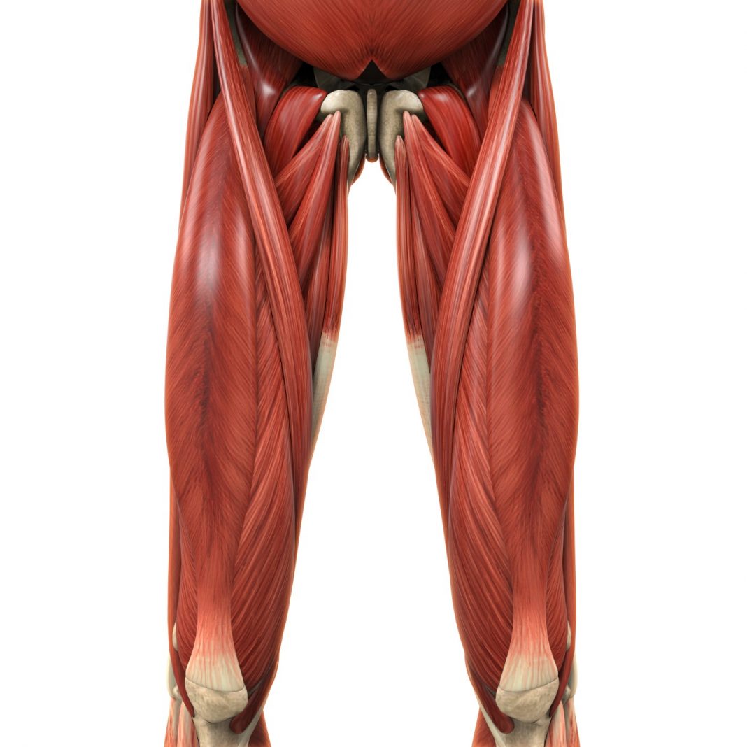 Mišići natkoljenice - čuvari koljena i lijepog koraka - 3sporta.com